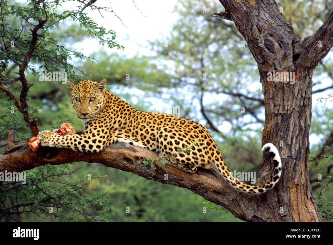 Leopard eating prey on tree hi-res stock photography and images - Alamy