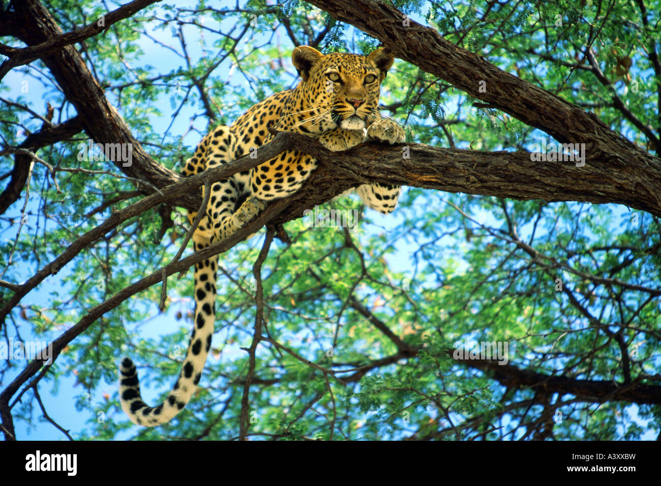 Black leopard lying on hi-res stock photography and images - Alamy