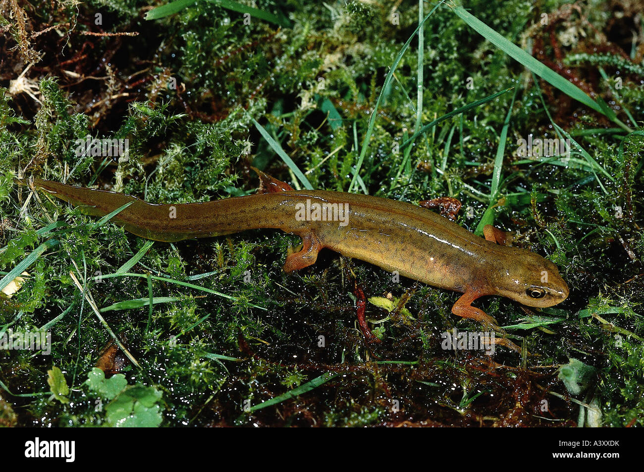 zoology / animals, amphibian, newt, Smooth Newt, (Triturus vulgaris ...