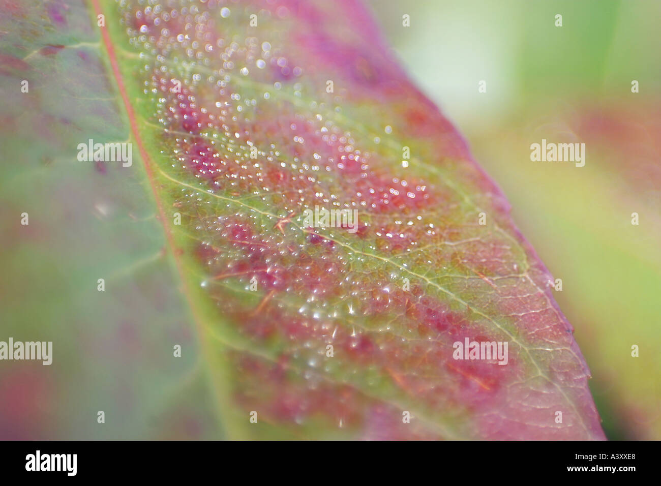 Fresh leaf hi-res stock photography and images - Alamy