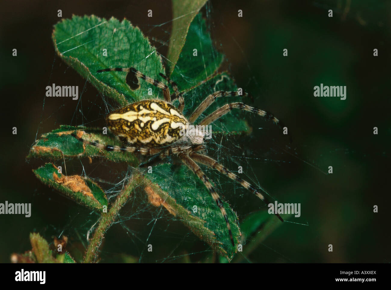 zoology / animals, arachnid, spiders, Oak spider, (Aculepeira ceropegia ...