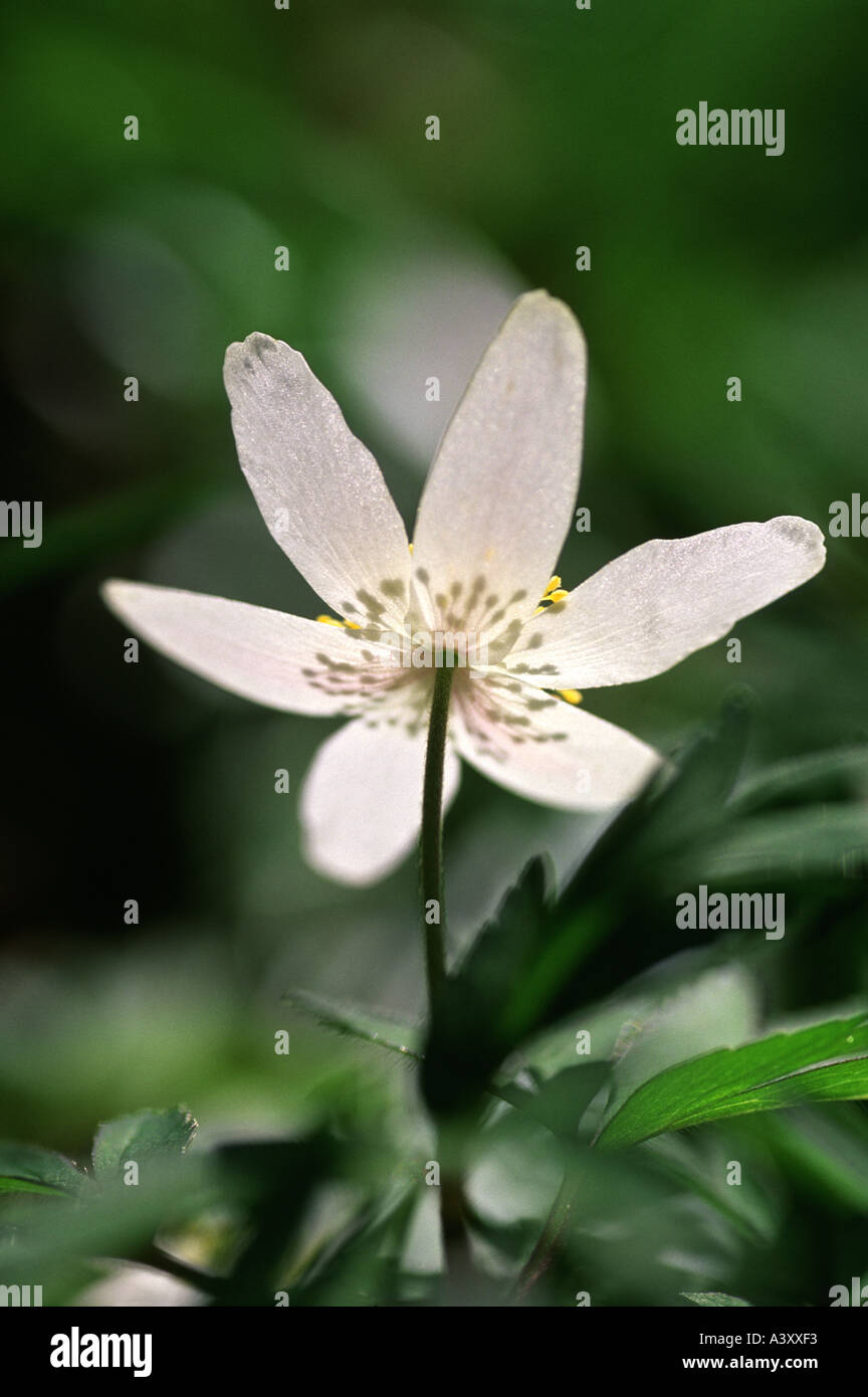 The stamens of a backlit Wood Anemone nemorosa cast delicate shadows on ...