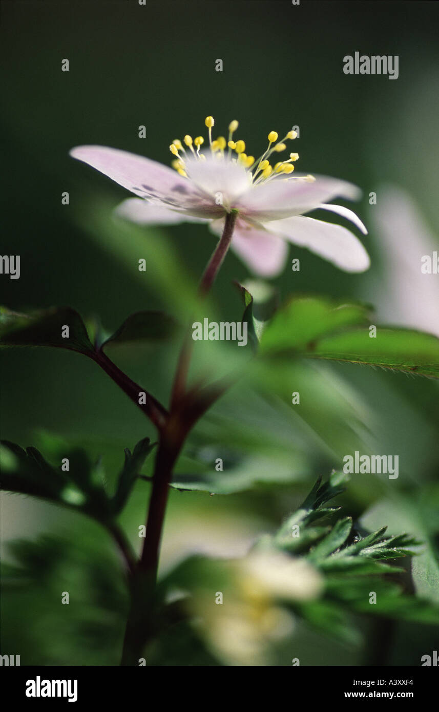 Portrait in profile of a single Wood Anemone nemorosa with stamens ...