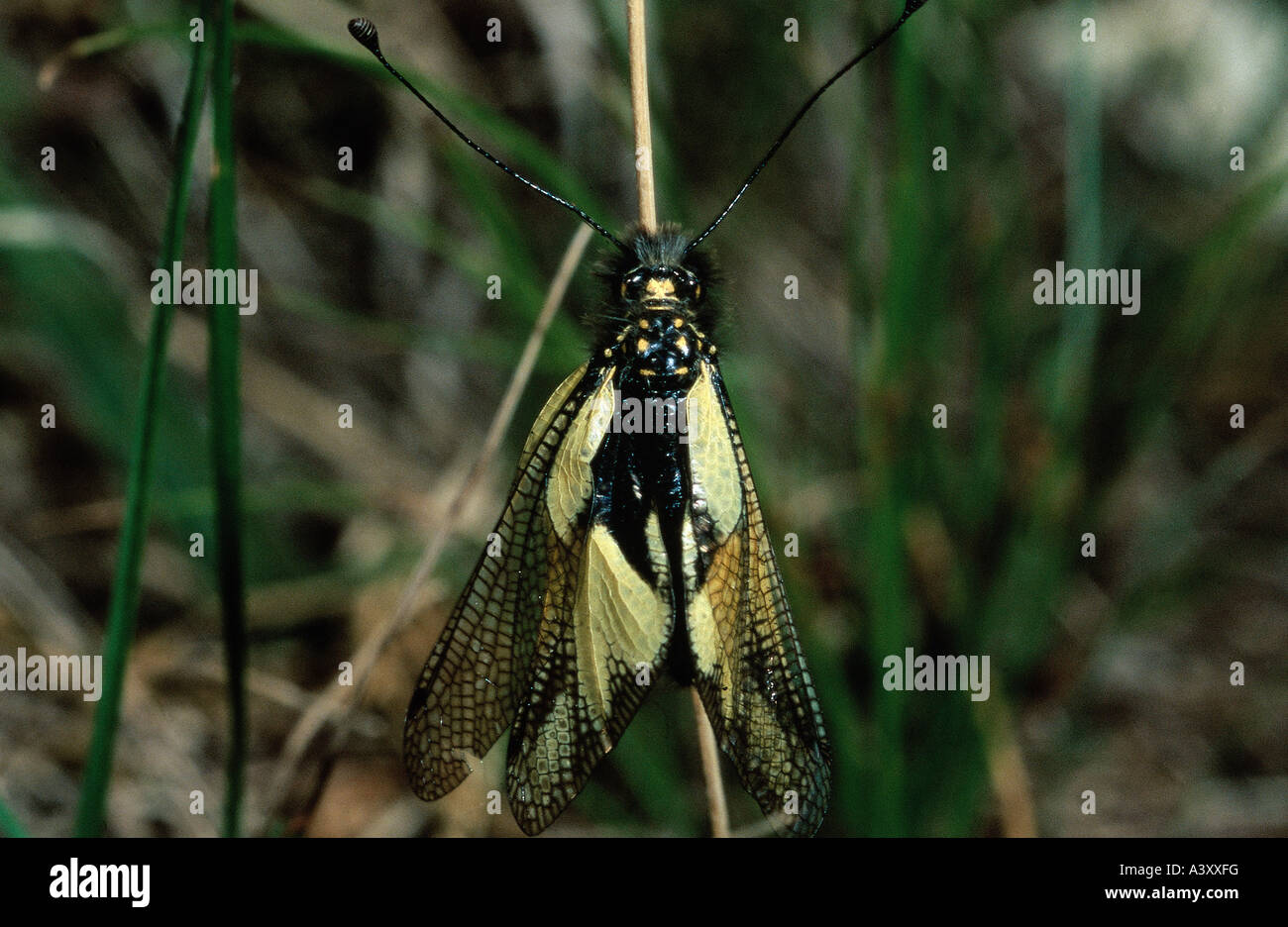 zoology / animals, insect, Owlfly, Yellow Ascalaphus Fly, (Ascalaphus ...