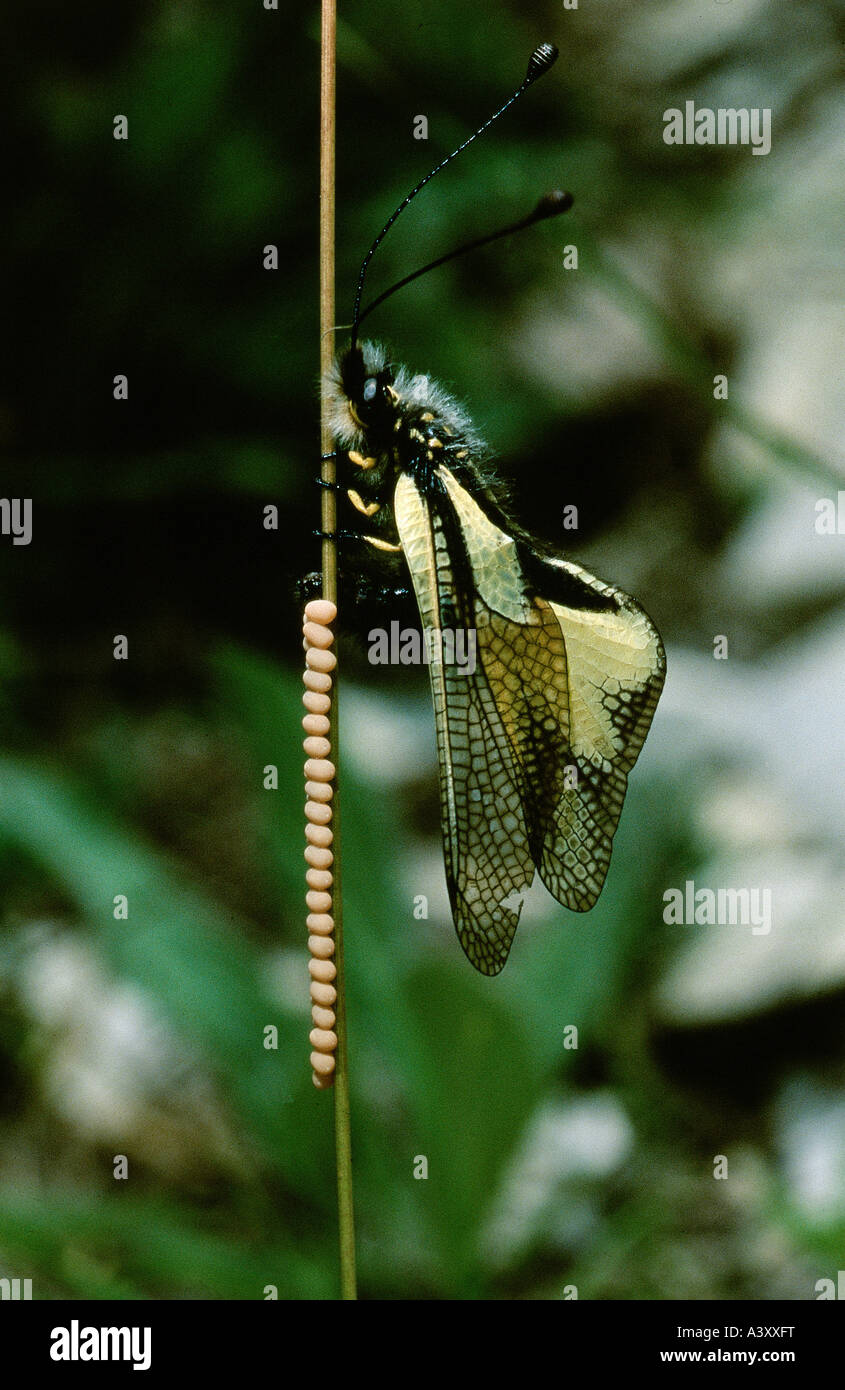 zoology / animals, insect, Owlfly, Yellow Ascalaphus Fly, (Ascalaphus ...