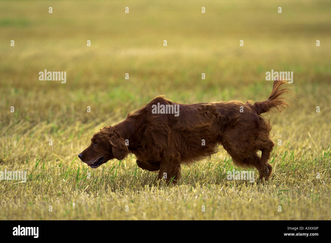 Irish Red Setter, Irish Setter (Canis lupus f. familiaris), running ...