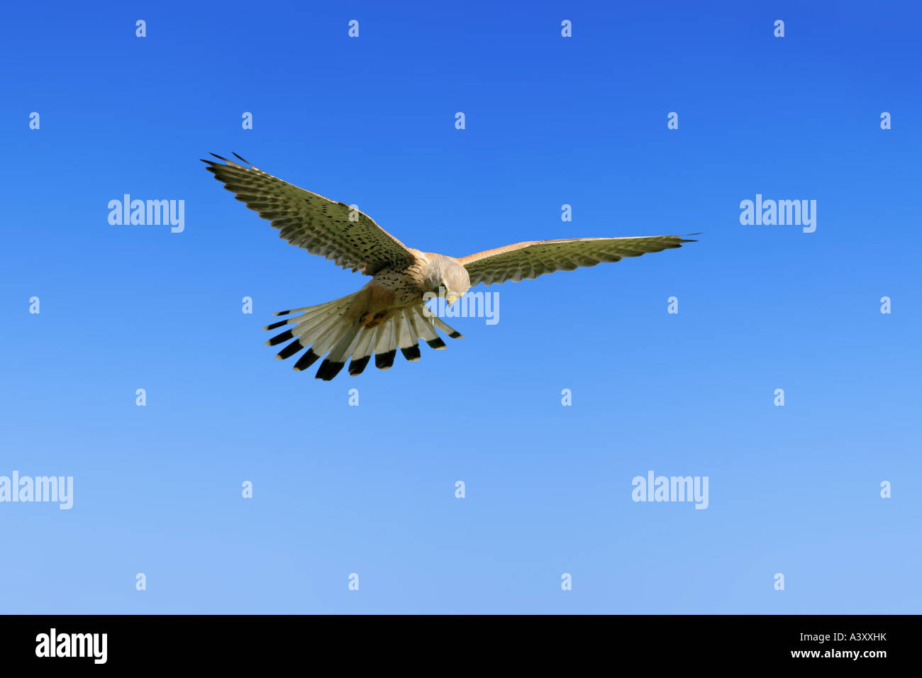common kestrel (Falco tinnunculus), flying, standing in the air ...