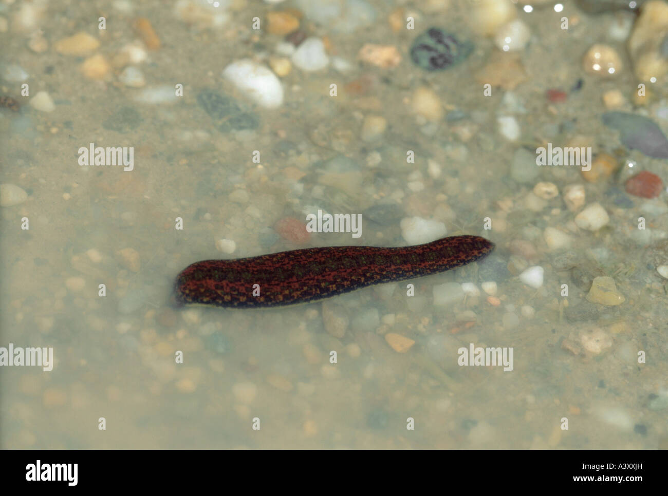 zoology / animals, annelids, leeches, Medicinal leech (Hirudo ...