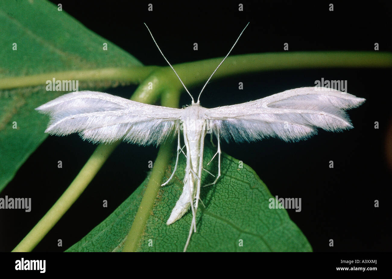 zoology / animals, insect, butterflies, Plume moth, (Pterophorus ...