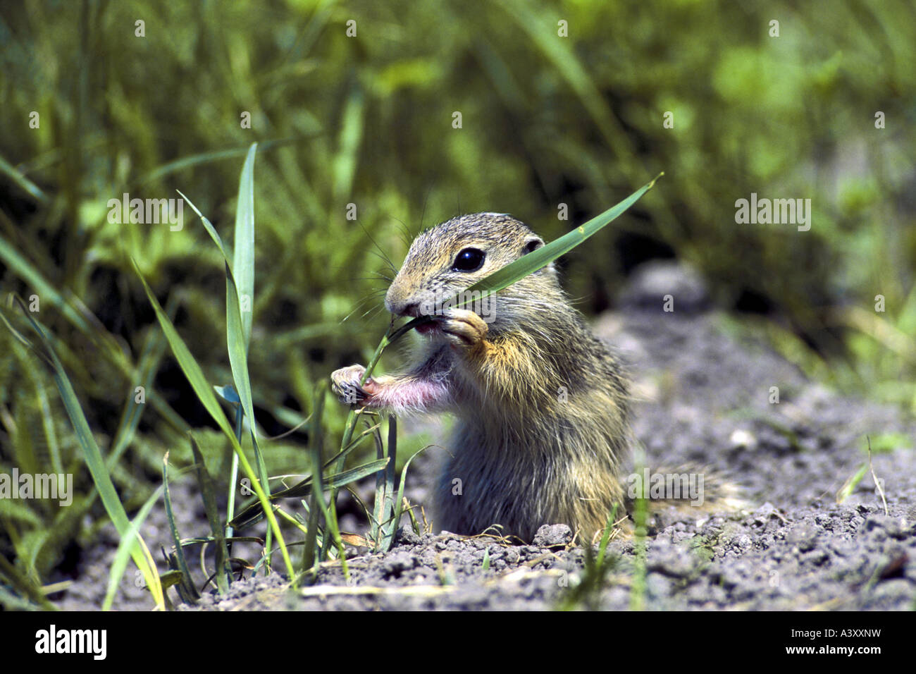 European ground squirrel, European suslik, European souslik (Citellus ...