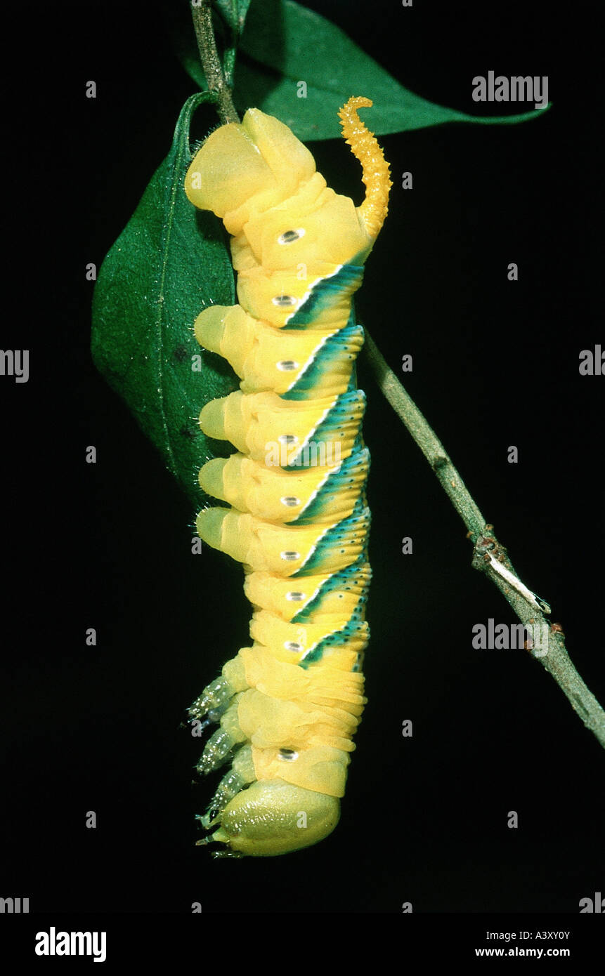 zoology / animals, insect, butterflies, Death's-head Hawkmoth ...