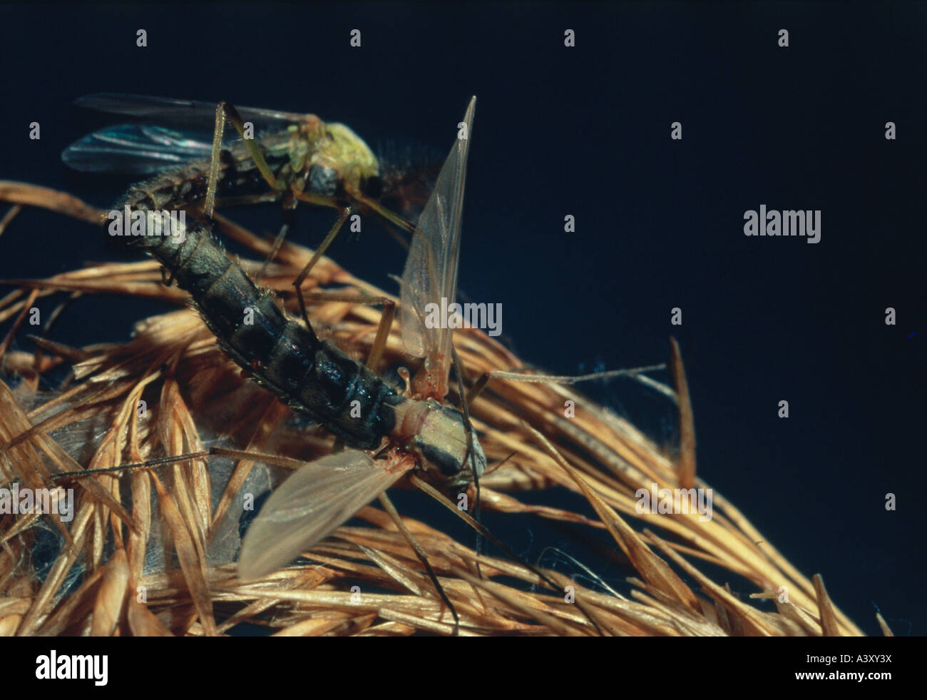 zoology / animals, insects, Mosquito, (Culicidae), sitting on corn ...