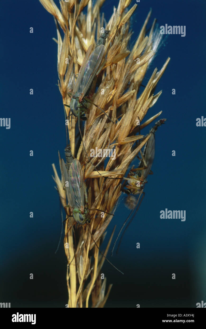 zoology / animals, insects, Mosquito, (Culicidae), sitting on corn ...