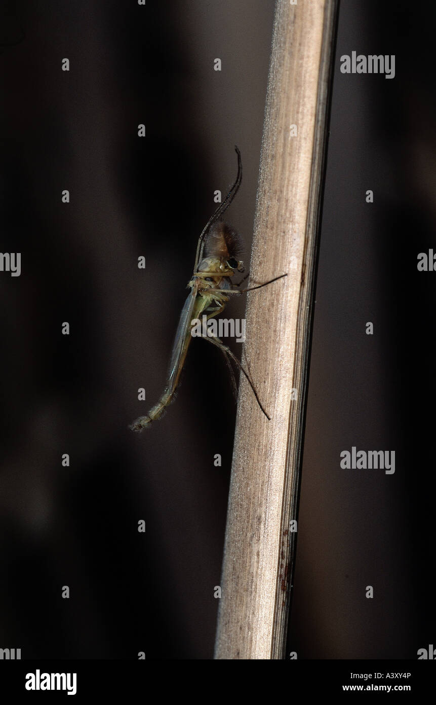 zoology / animals, insects, Mosquitos, Large green midge, (Chironomus ...