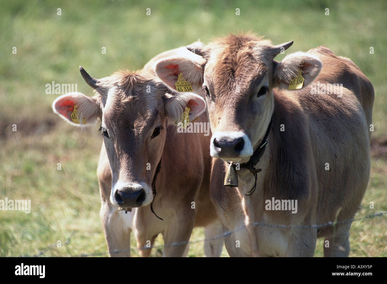 zoology / animals, mammal / mammalian, cattle, (Bos), cub, two calf ...