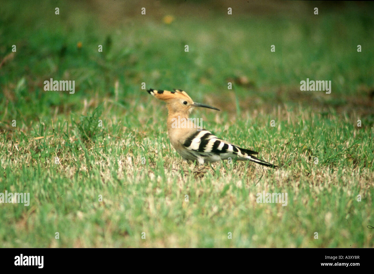 zoology / animals, avian / birds, Hoopoe, (Upupa epops), sitting in ...