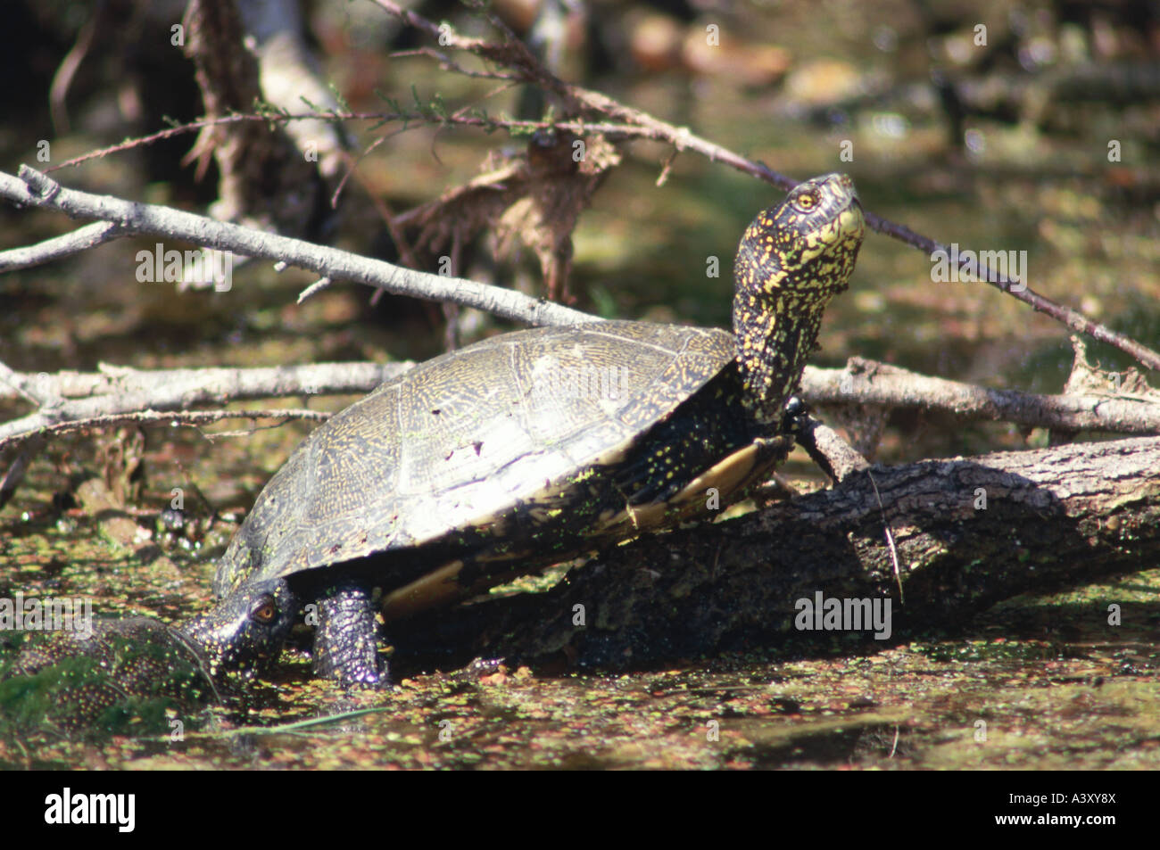 zoology / animals, reptile, turtles, European pond terrapin, animal ...