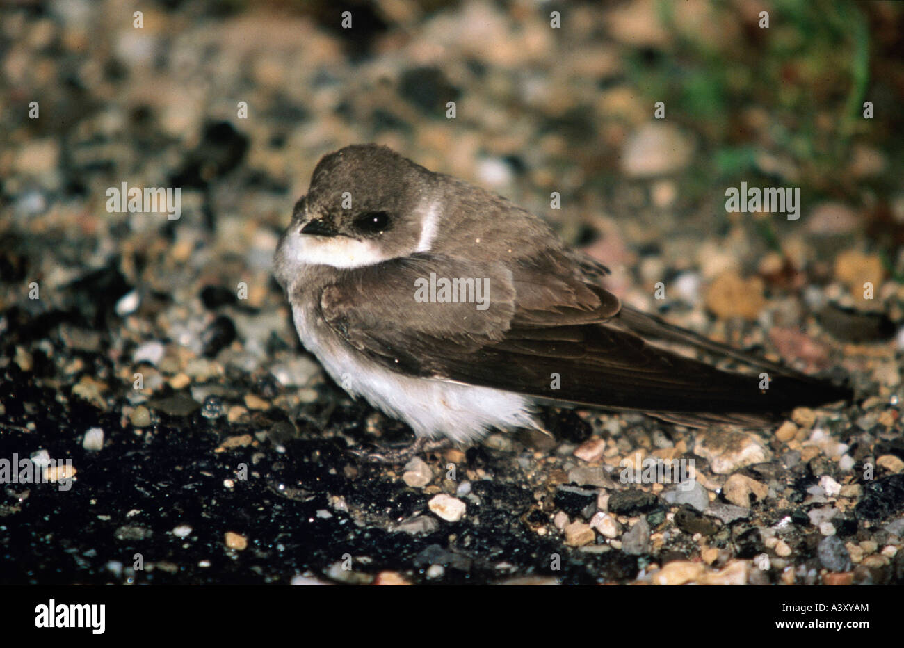zoology / animals, avian / bird, Sand Martin, (Riparia riparia ...