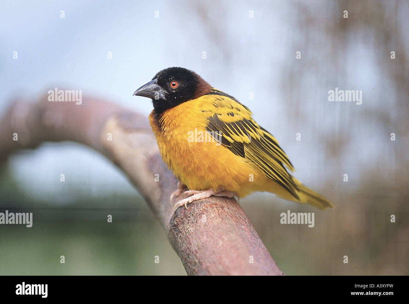 Sub saharan avian hi-res stock photography and images - Alamy