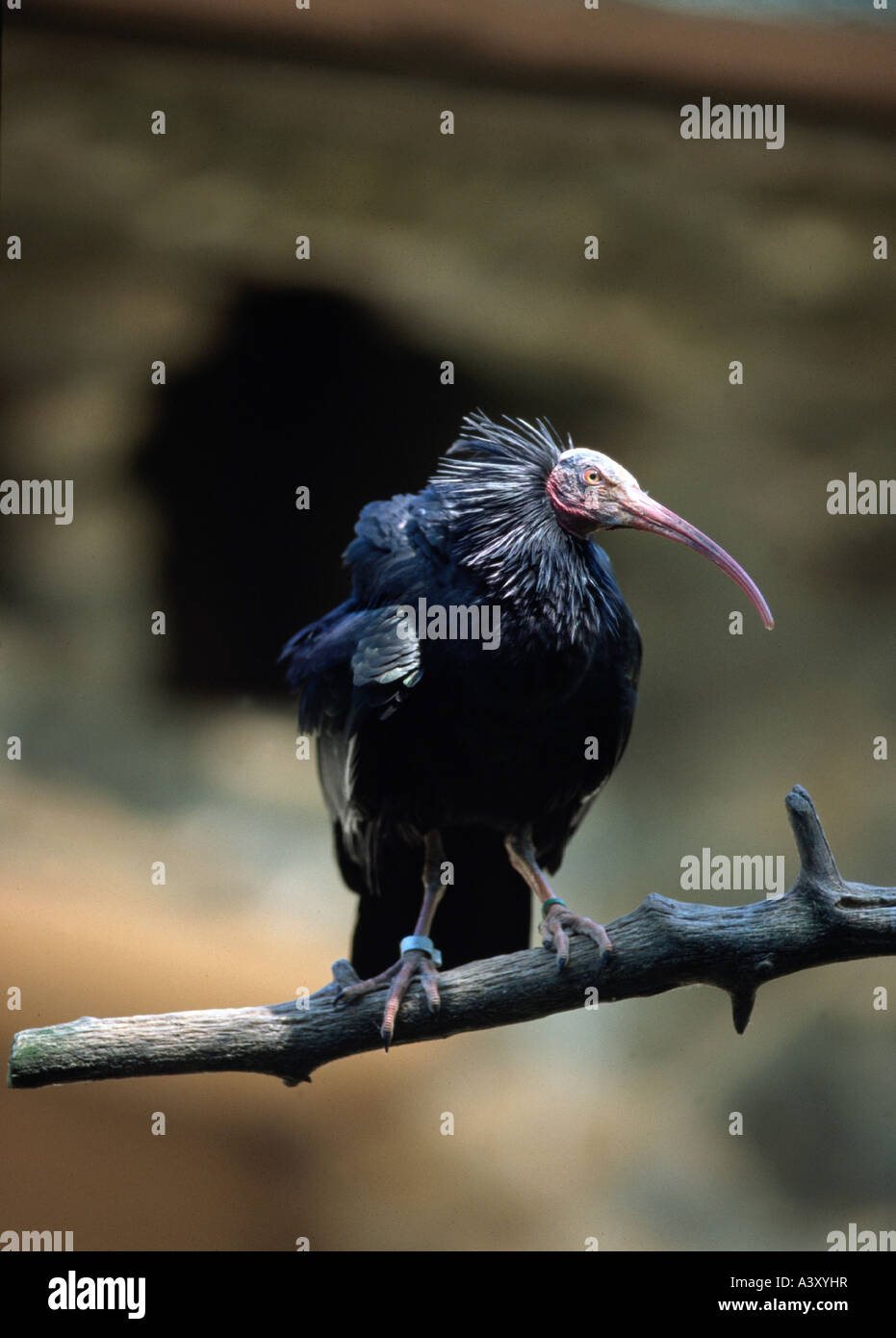zoology / animals, avian / birds, Northern Bald Ibis, (Geronticus ...