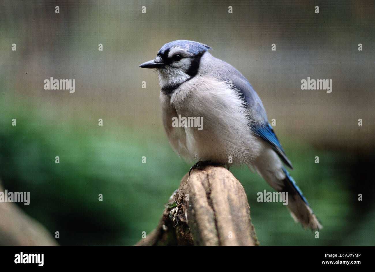 zoology / animals, avian / birds, Blue Jay, (Cyanocitta cristata ...