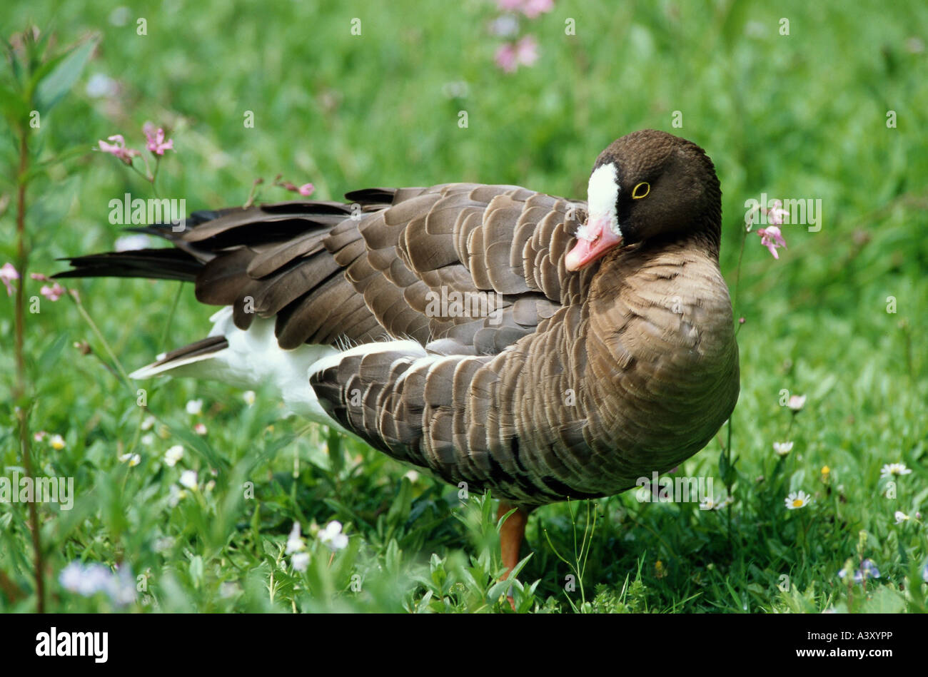 zoology / animals, avian / birds, Lesser White-fronted Goose, (Anser ...