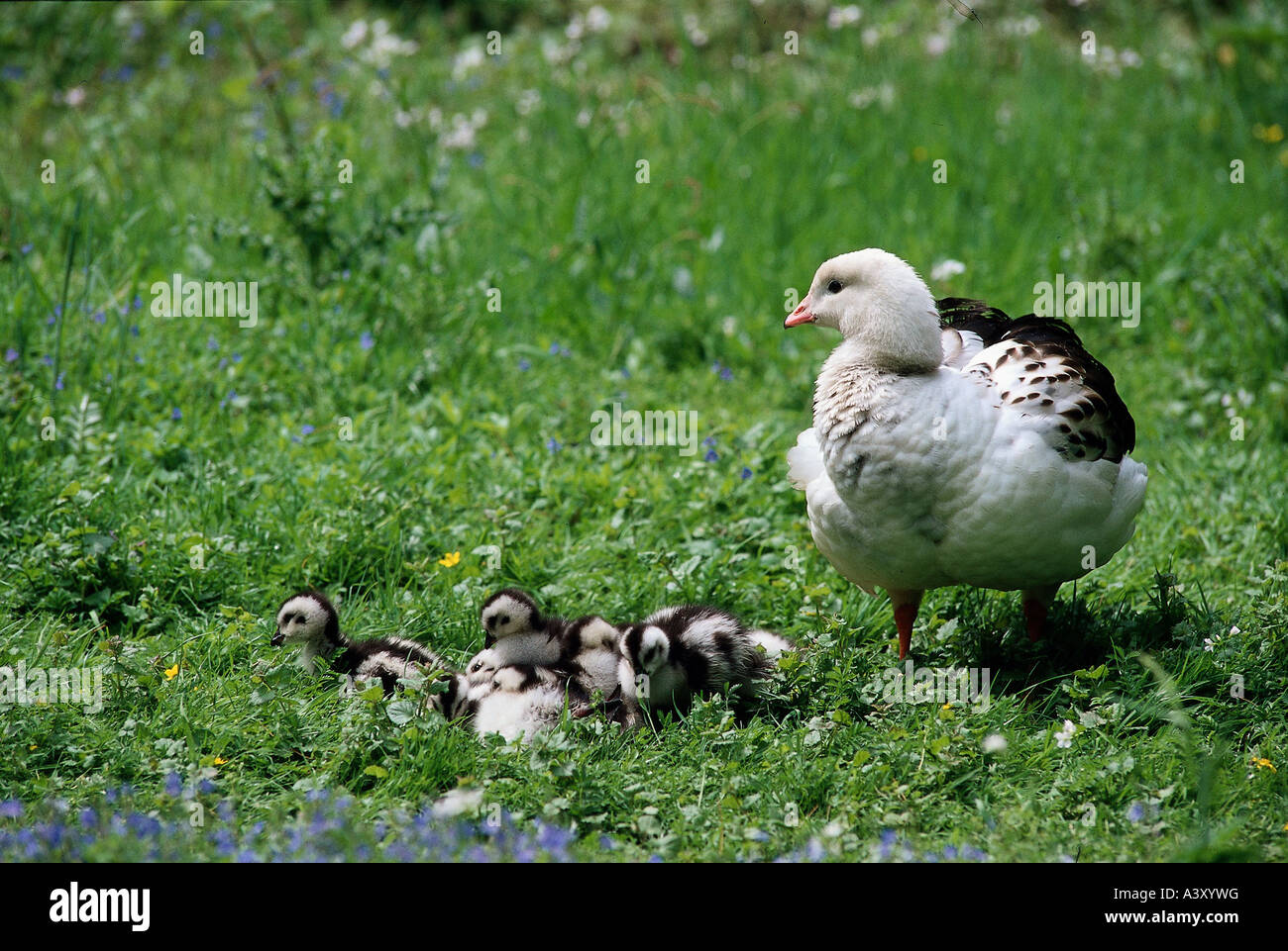 zoology / animals, avian / birds, Andean Goose, (Chloephaga melanoptera ...