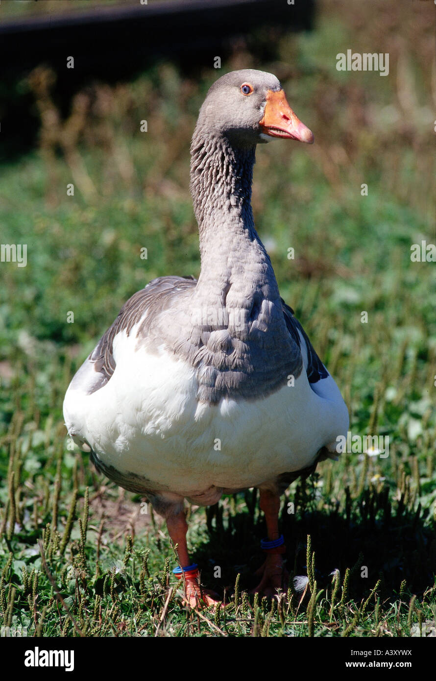 zoology / animals, avian / birds, domesticated goose, (Anser anser f ...