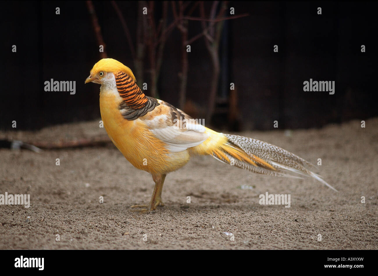 zoology / animals, avian / birds, Ghigi`s Yellow Golden Pheasant ...