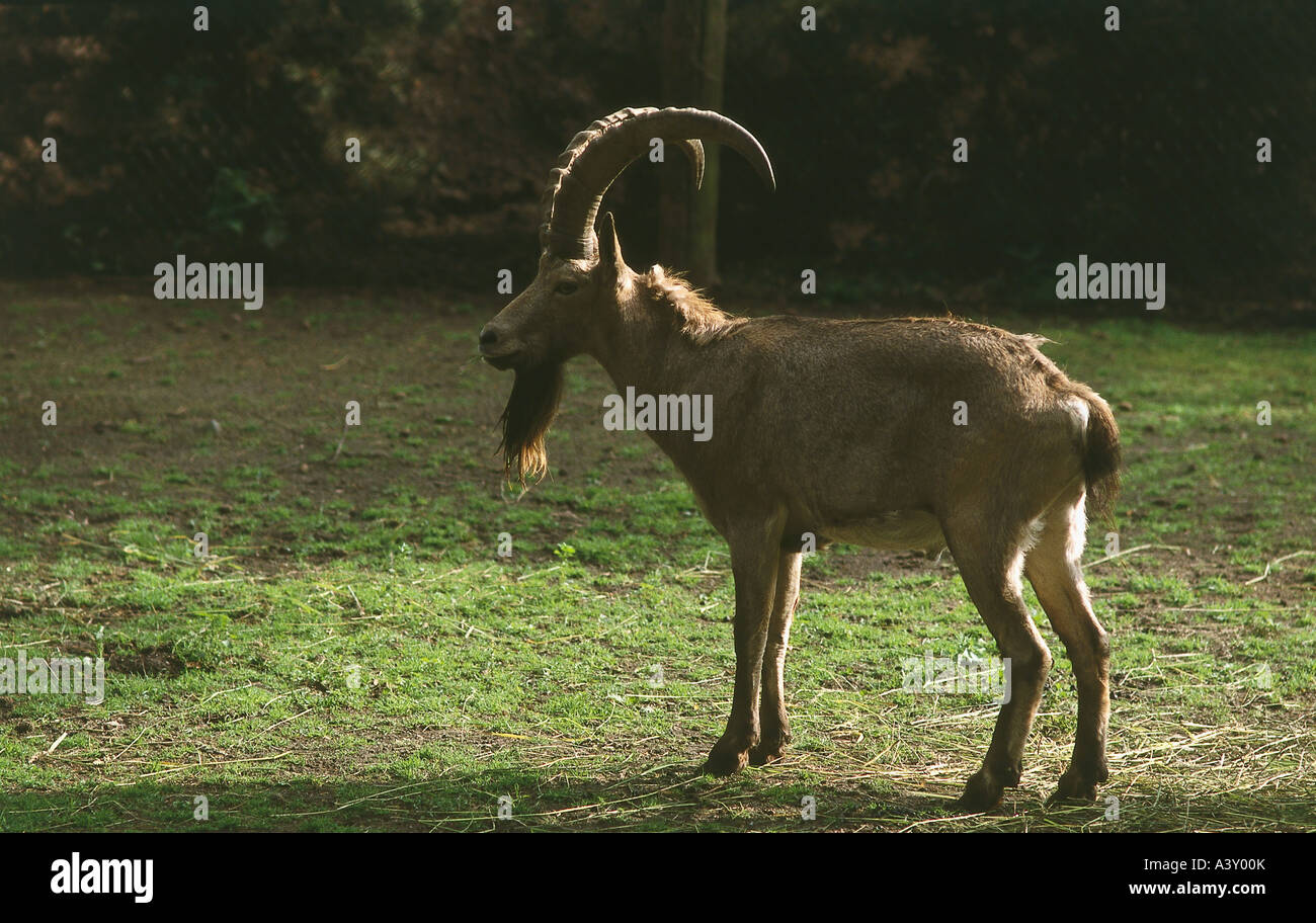Central asia capra hi-res stock photography and images - Alamy