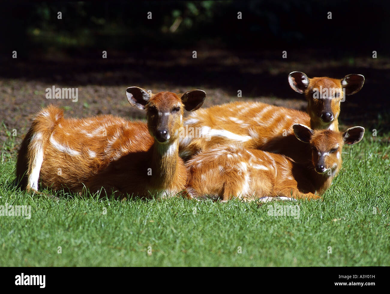 zoology / animals, mammal / mammalian, Sitatunga, (Tragepaphus spekei ...