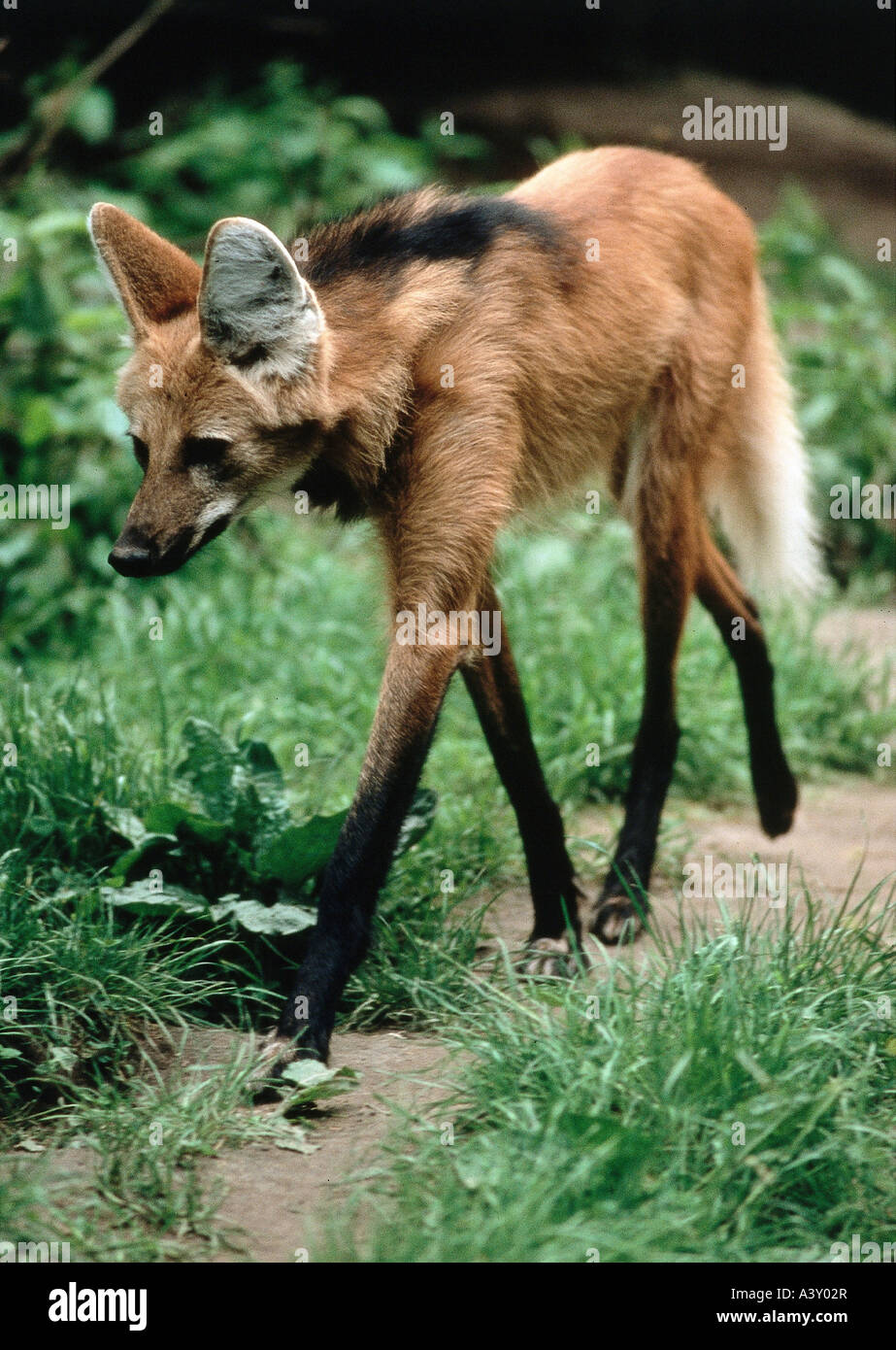 Maned wolf walking hi-res stock photography and images - Alamy
