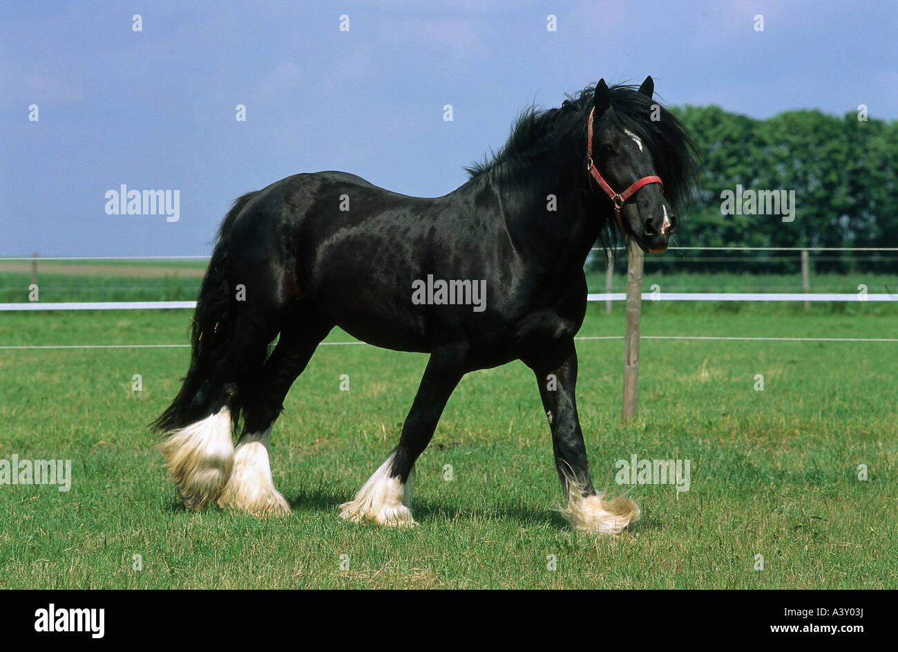 zoology / animals, mammal / mammalian, horses, (Equus), domestic horse ...
