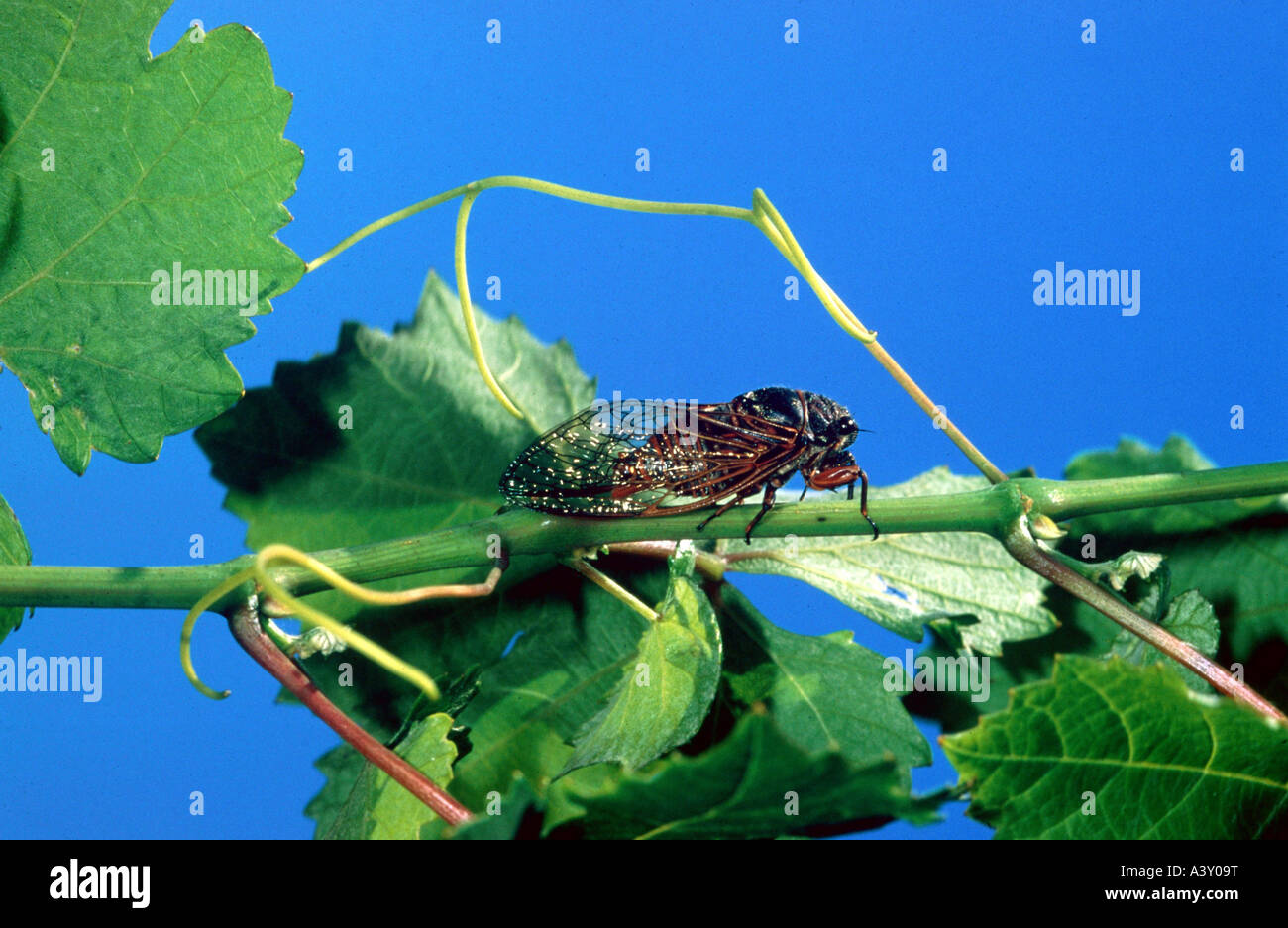 zoology / animals, insects, New Forest Cicada, (Cicadetta montana), on ...