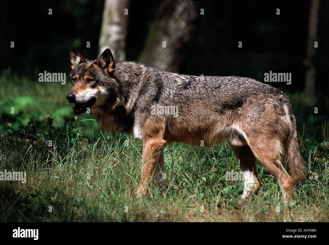 zoology / animals, mammal / mammalian, wolfs, European Grey Wolf ...