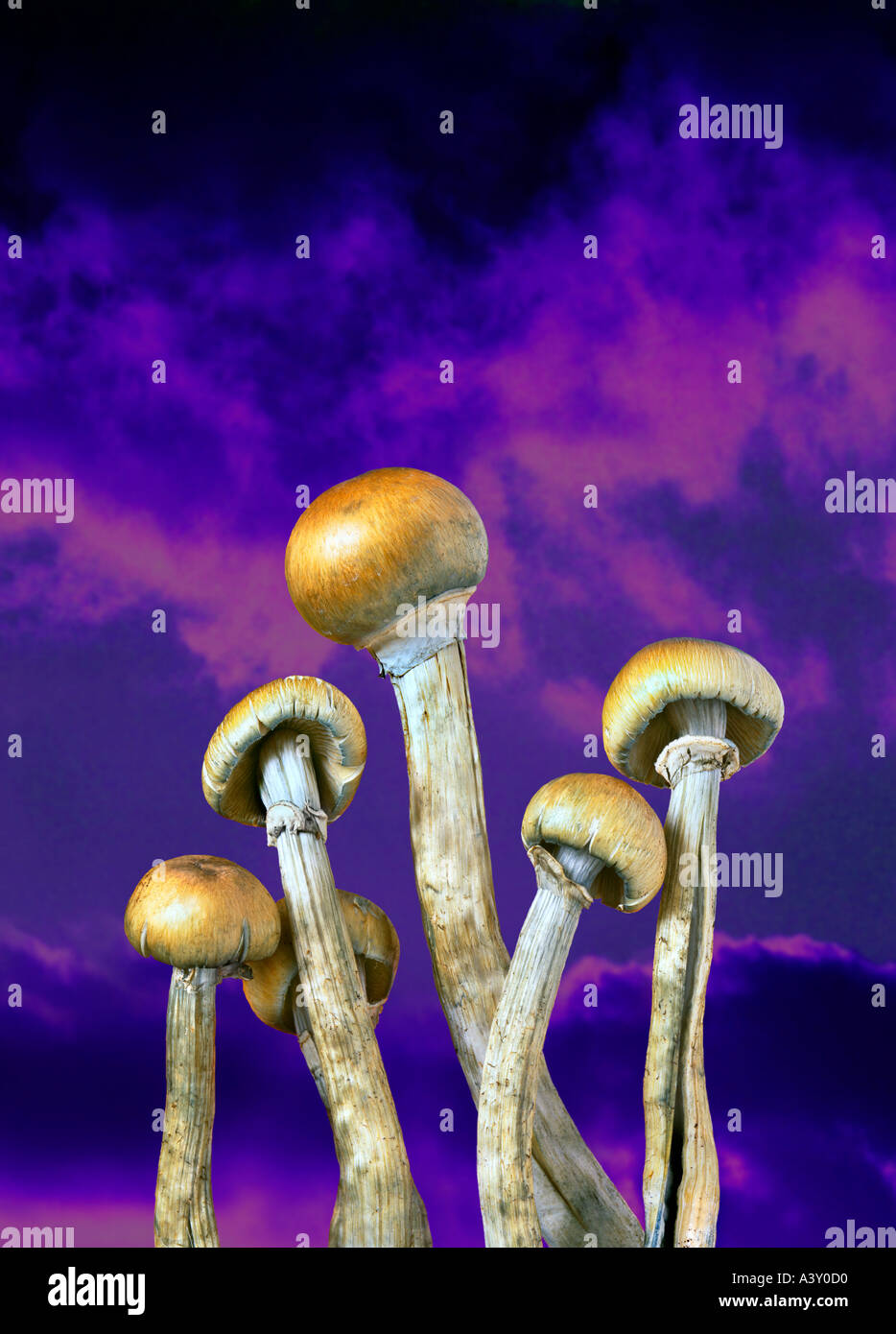Magic mushrooms america hi-res stock photography and images - Alamy