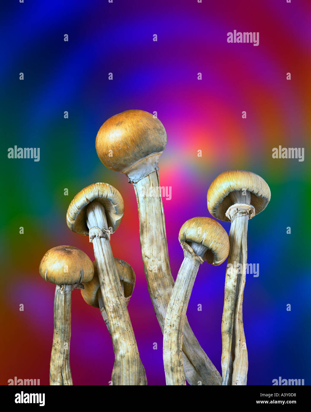 Hallucinogen Trip Stock Photos & Hallucinogen Trip Stock Images - Alamy