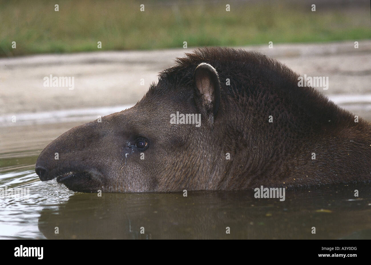 zoology / animals, mammal / mammalian, tapir, Brazilian Tapir, (Tapirus ...