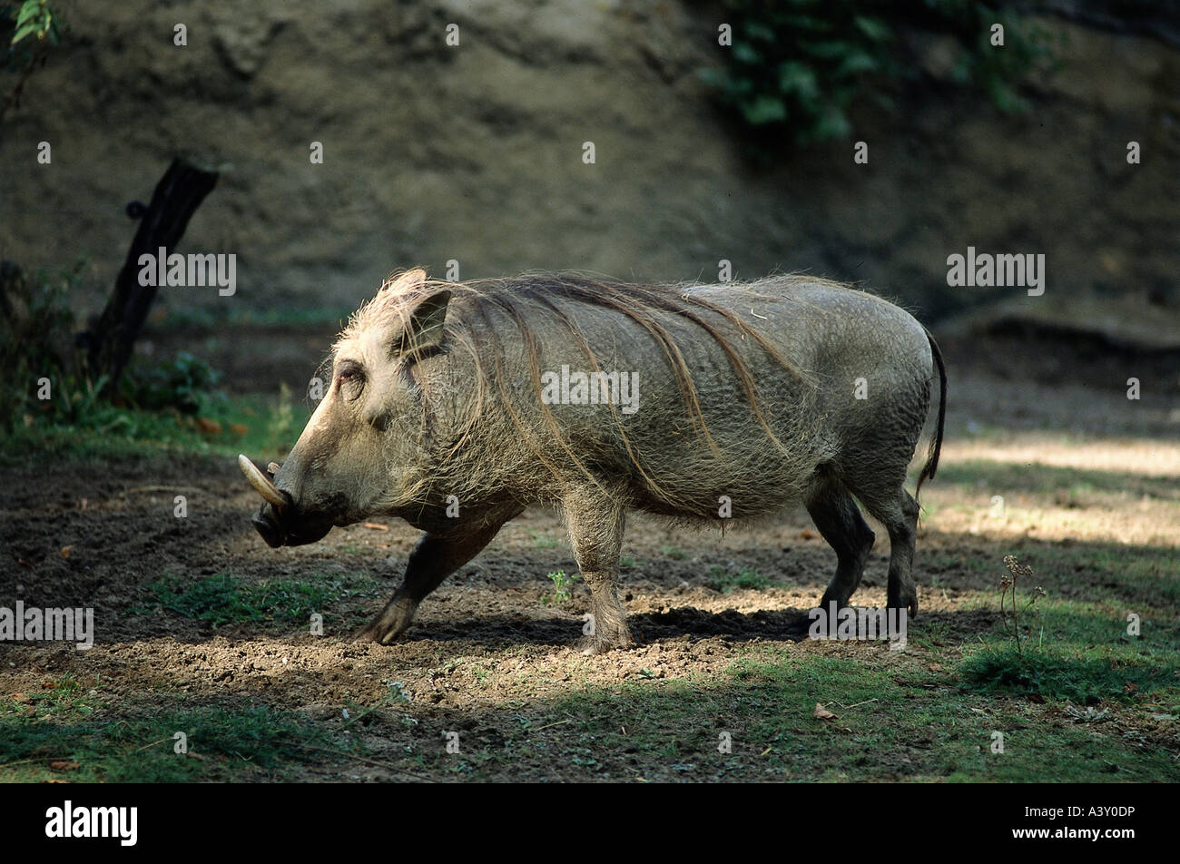 zoology / animals, mammal / mammalian, pigs, Desert Warthog ...
