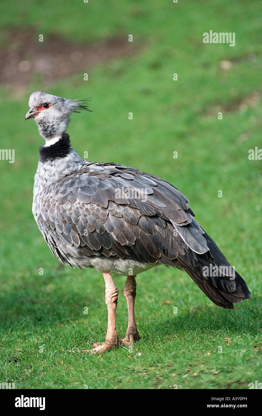 zoology / animals, avian / birds, Crested Screamer, (Chauna torquata ...