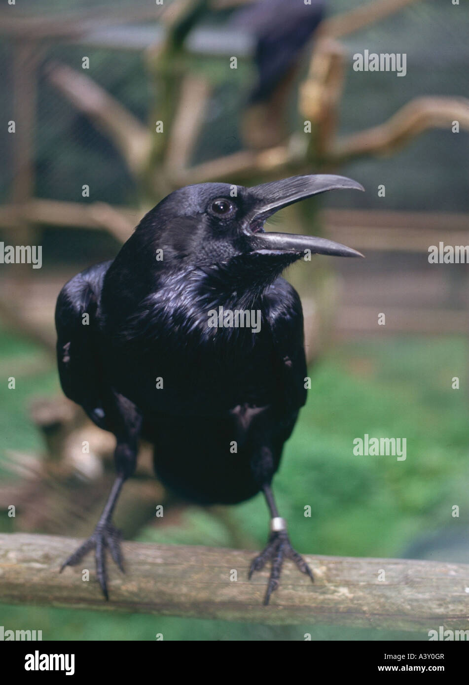 zoology / animals, avian / birds, Common Raven, (Corvus corax), sitting ...