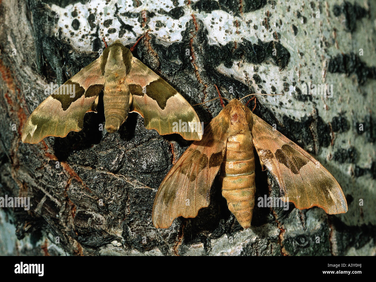 zoology / animals, insect, butterflies, Lime Hawk moth, (Mimas tiliae ...