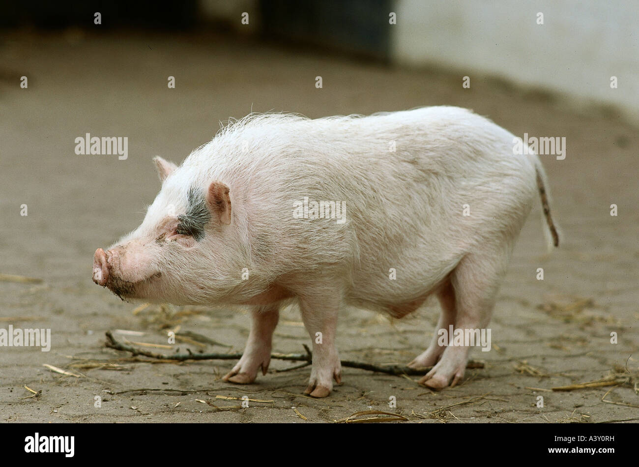 zoology / animals, mammal / mammalian, pigs, mini pig, distribution ...