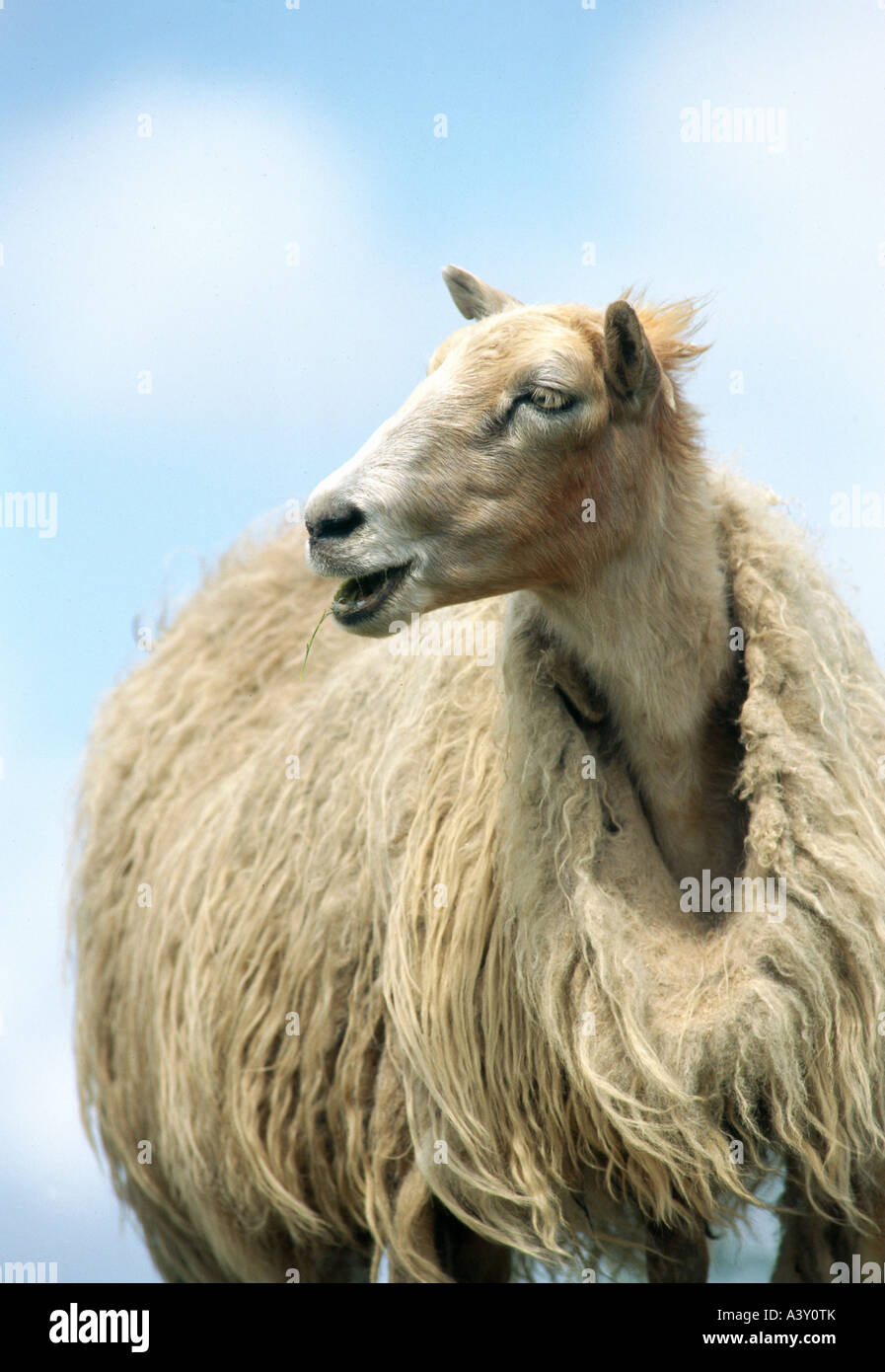 zoology / animals, mammal / mammalian, sheep, (Ovis), Icelandinc sheep ...