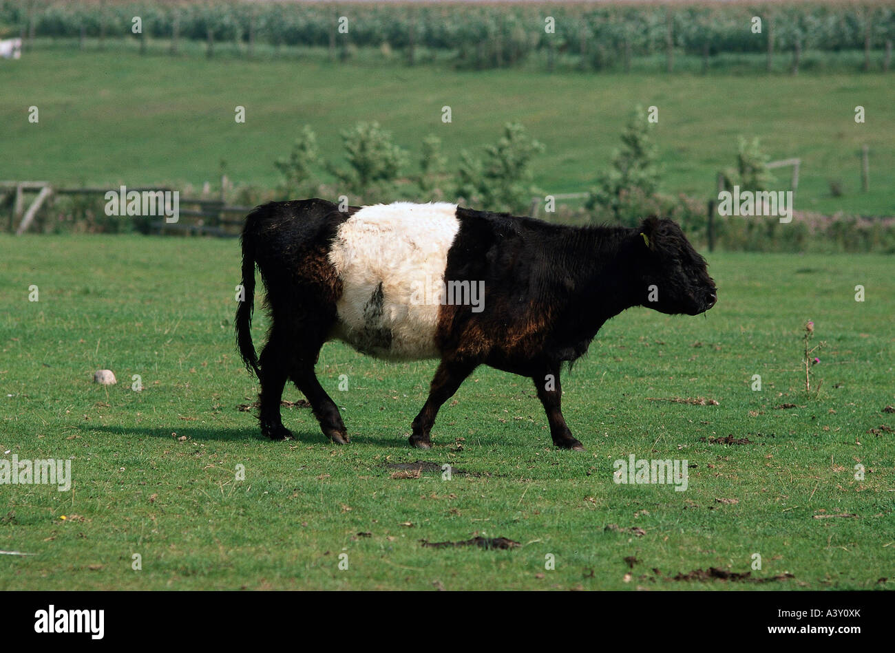 zoology / animals, mammal / mammalian, cattle, (Bos), domestic cattle ...
