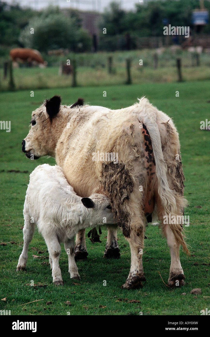 zoology / animals, mammal / mammalian, cattle, (Bos), domestic cattle ...