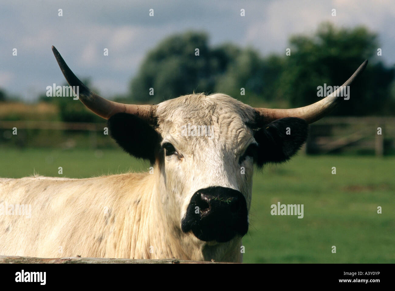 zoology / animals, mammal / mammalian, cattle, (Bos), cattle, (Bos ...