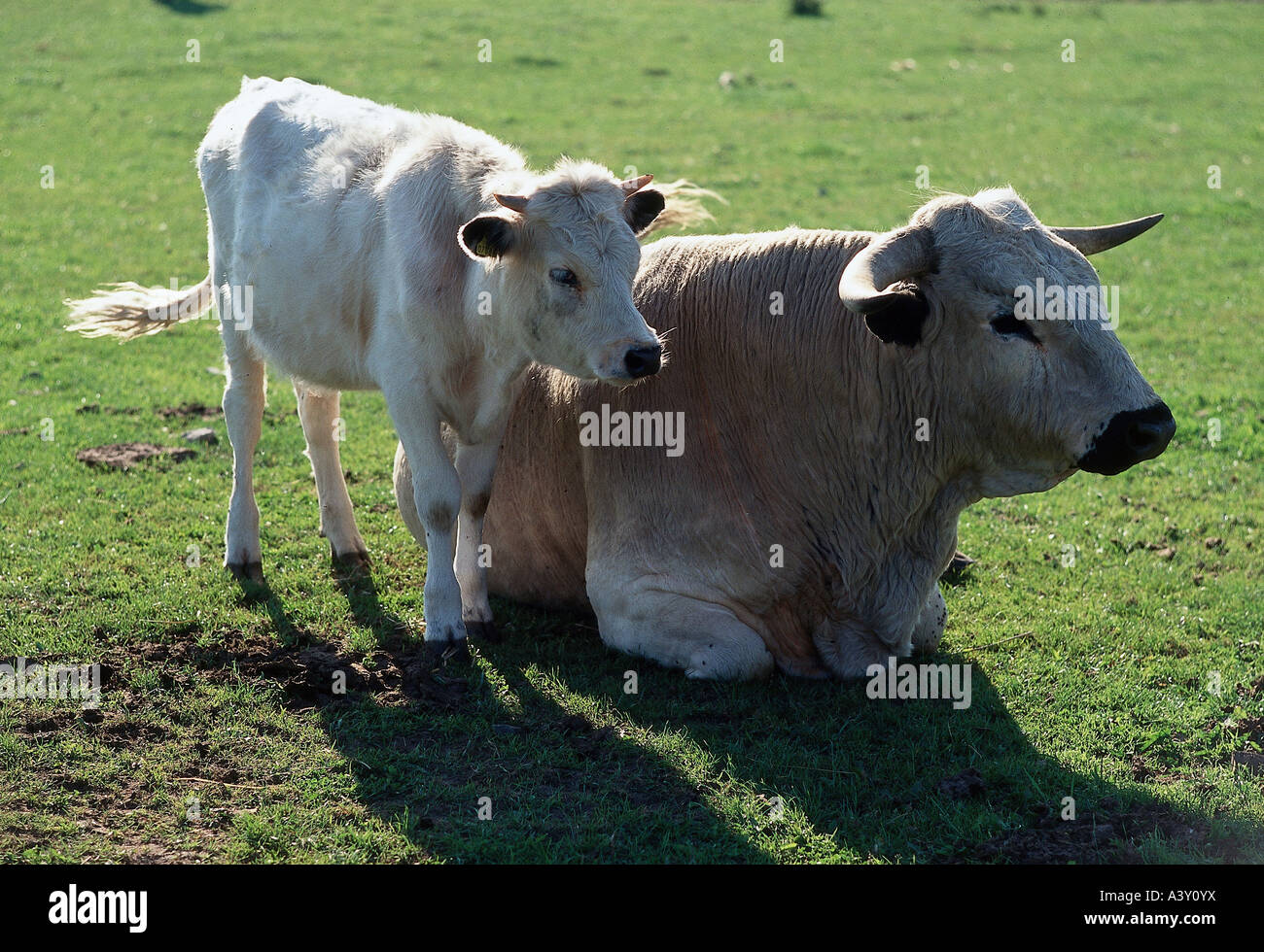 zoology / animals, mammal / mammalian, cattle, (Bos), cattle, (Bos ...