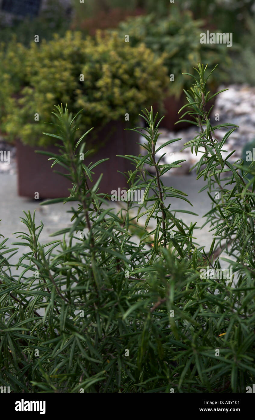 Fresh growing rosmary in a garden Stock Photo - Alamy