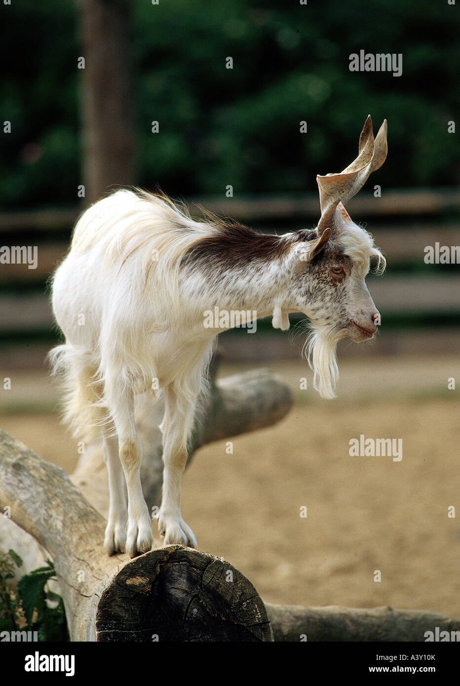 zoology / animals, mammal / mammalian, goats, Girgentanean goat ...